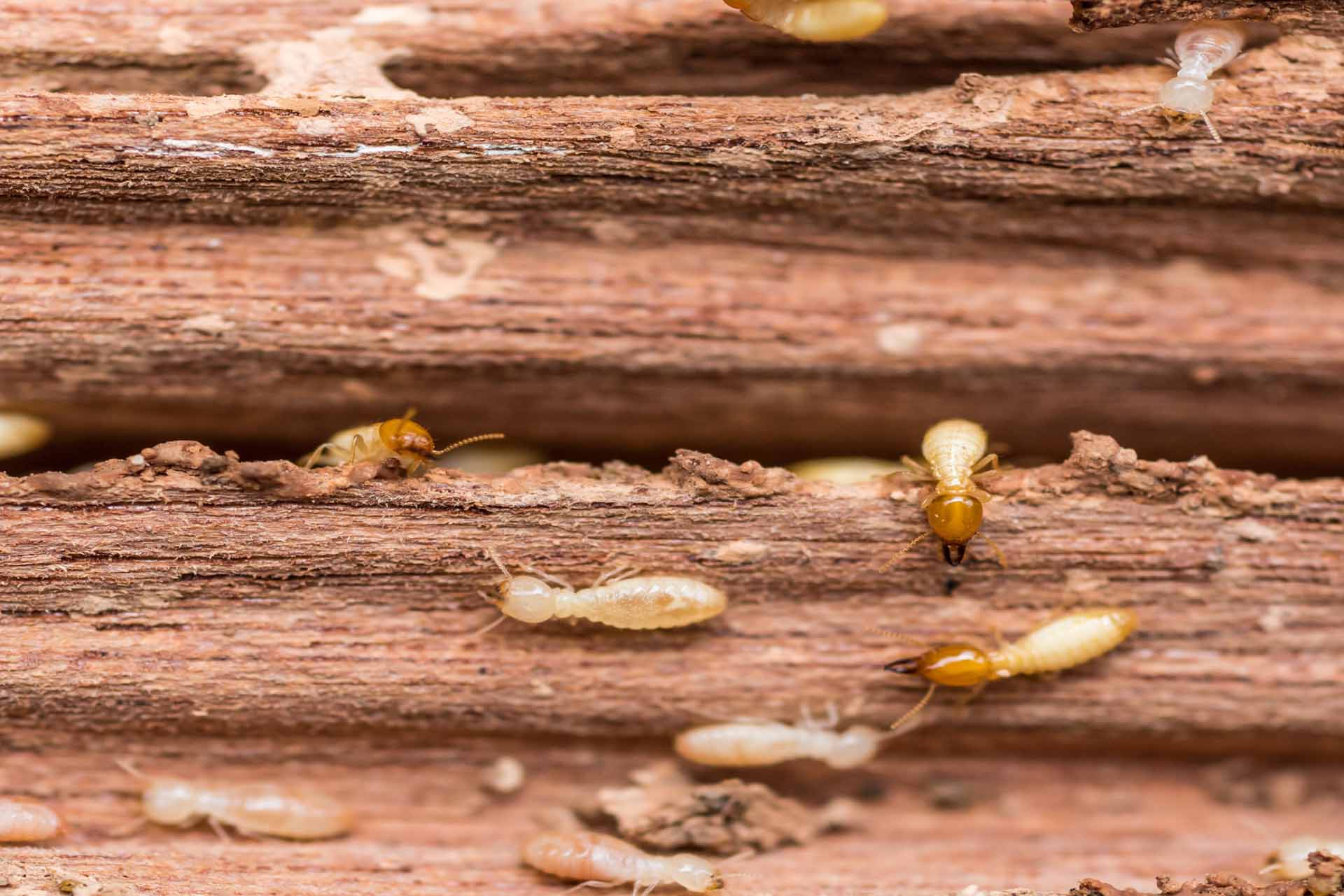 Pest Control & Home Maintenance - All Round Pest & Home Services